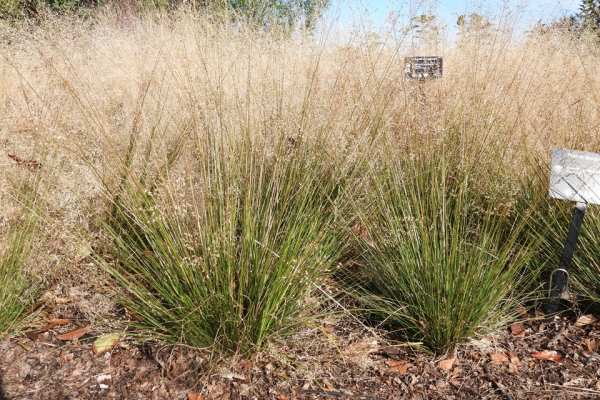 Prairie Dropseed (Tara) | MSD